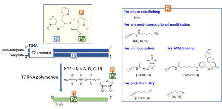 Genetic Alphabet Expansion – Xenolis Pte Ltd