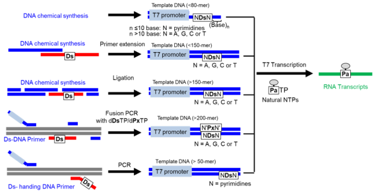 Genetic Alphabet Expansion – Xenolis Pte Ltd